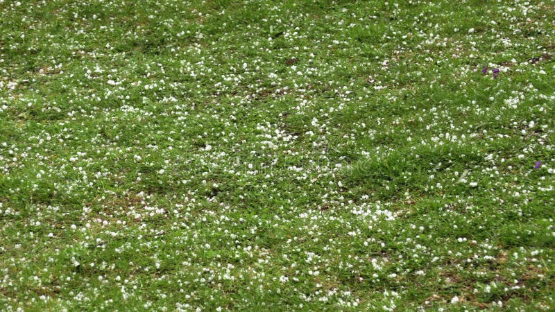 Falling Hail on Grass in Spring Garden Stock Footage - Video of ...