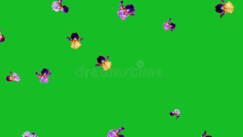 Falling Iris Flowers Motion Graphics with Green Screen Background Stock ...