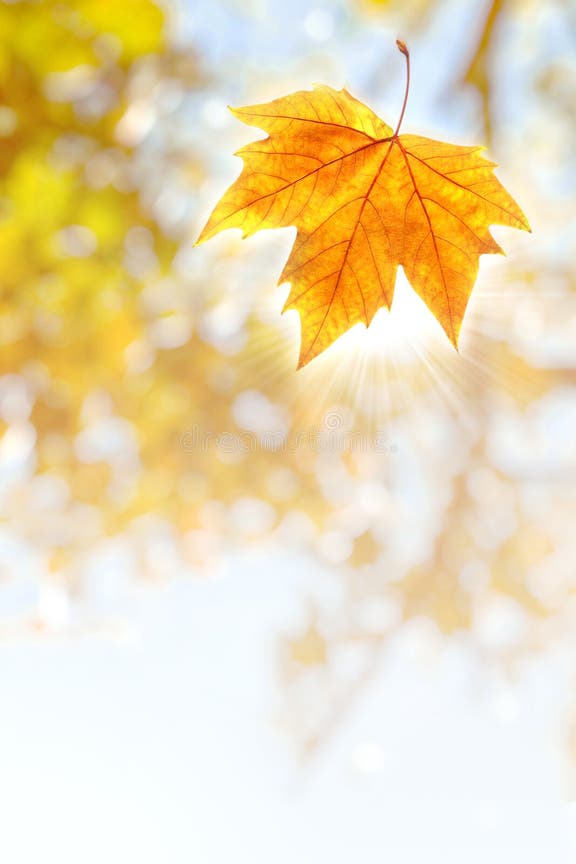 Falling Leaf stock photo. Image of outdoors, color, forest - 11359288