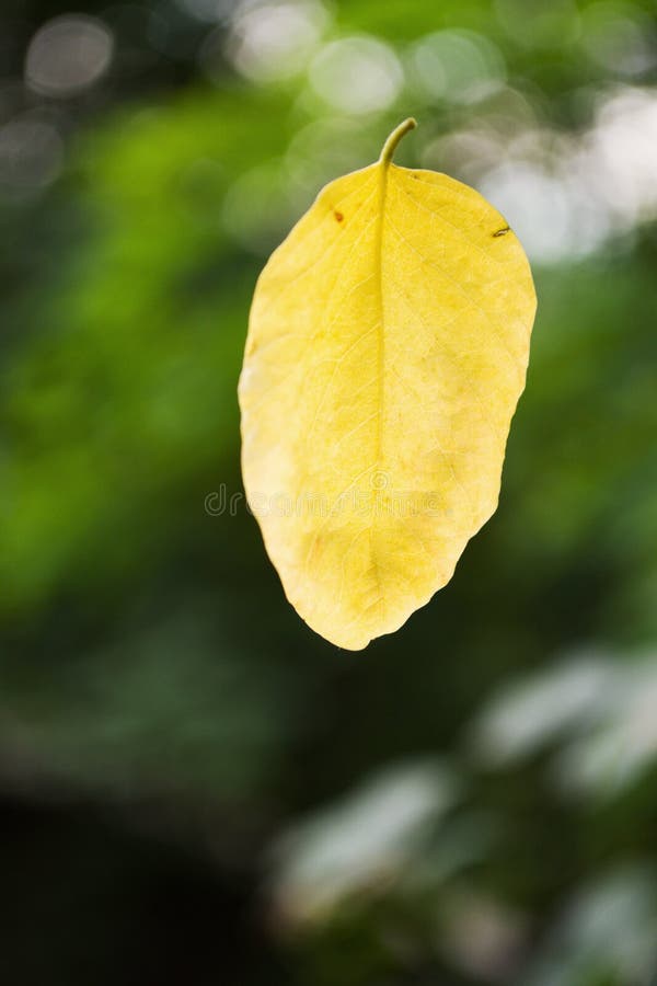 Falling Leaf and Flower in Autumn Stock Image - Image of struggle ...