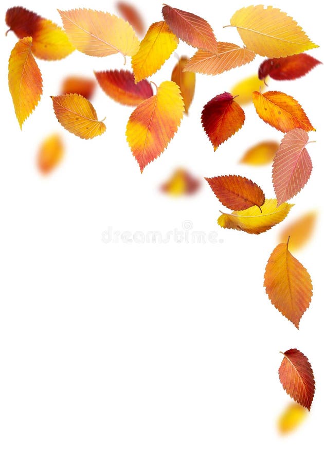 Falling Leaf Frame stock image. Image of copy, macro - 26045387