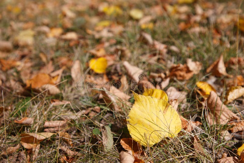 Falling Leaf and Flower in Autumn Stock Image - Image of struggle ...