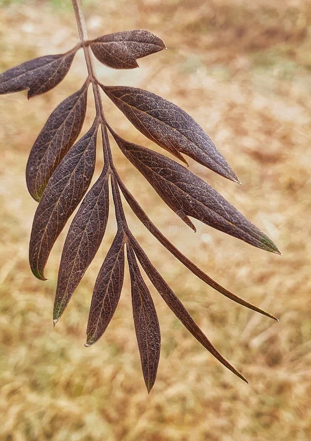 Falling Leaf Outdoor Photography Stock Image - Image of falling ...