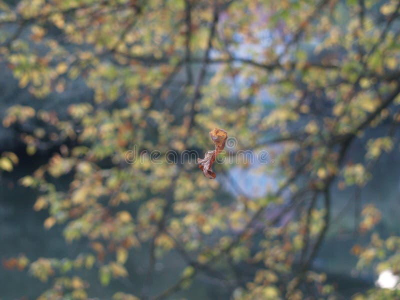Single Falling Leaf stock image. Image of missouri, leaf - 48428779