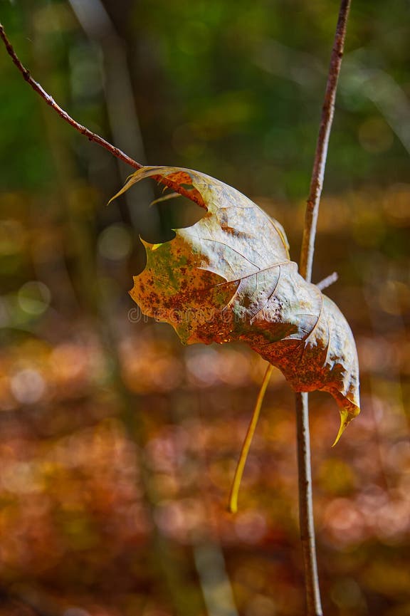 Falling Leaf in Various Colors Stock Photo - Image of close, freshness ...