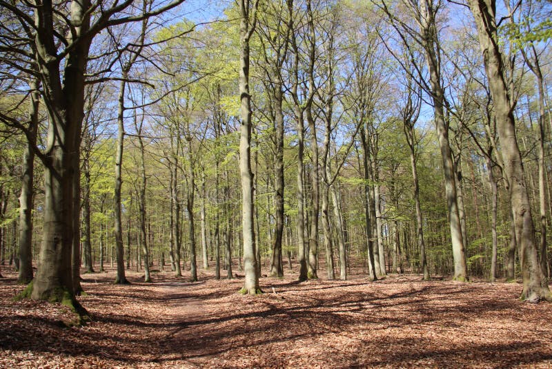 Falling Leaf and Young Leaves in Spring Stock Photo - Image of ...