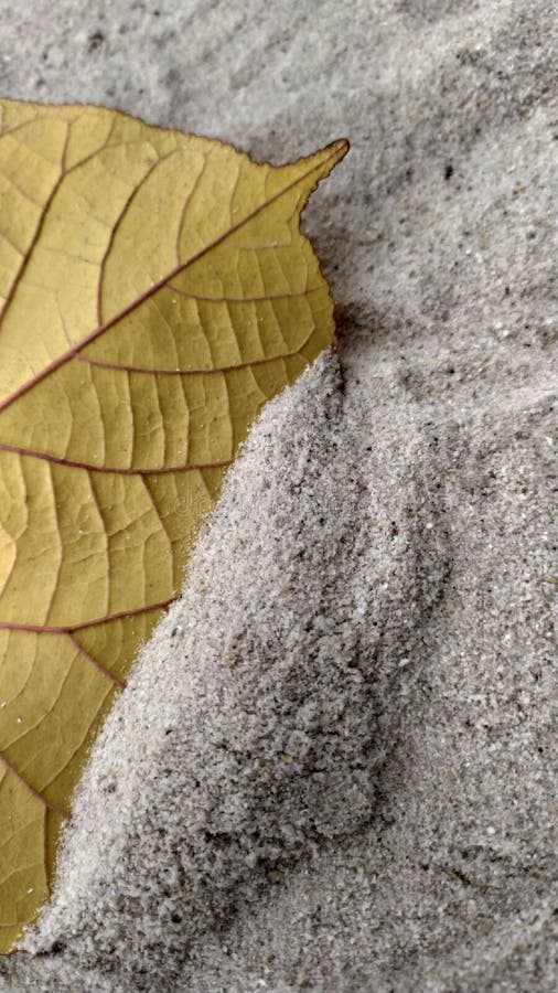Falling leaf on sand stock image. Image of wall, nature - 206971511