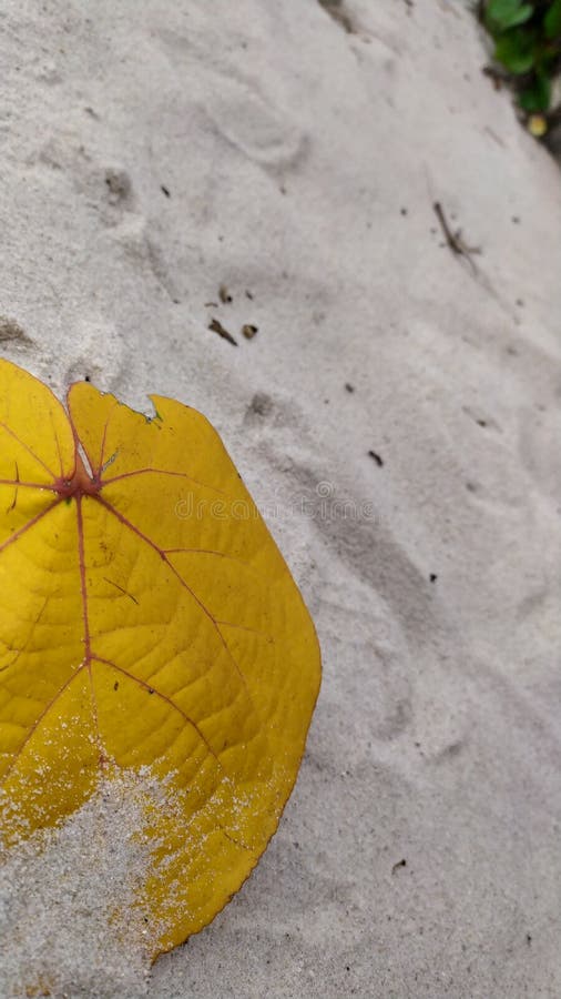Falling leaf on sand stock image. Image of yellow, branch - 206971561