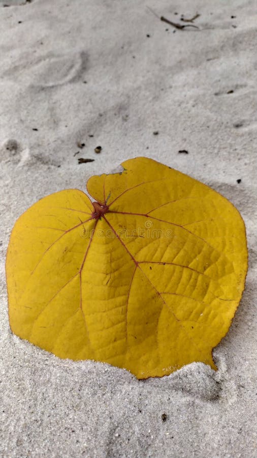 Falling leaf on sand stock image. Image of petal, branch - 206971605
