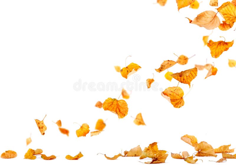 Falling Leaves stock photo. Image of orange, birch, season - 10885100