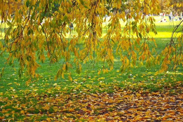 Leaves Fallling Dance Stock Photos - Free & Royalty-Free Stock Photos ...