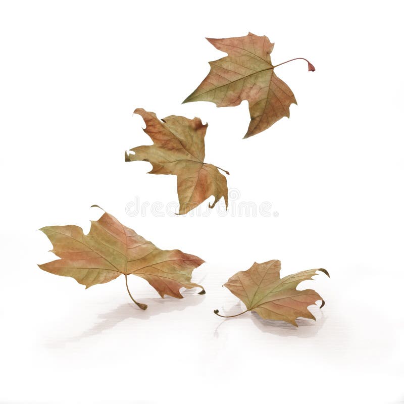 Falling leaves stock image. Image of brown, green, autumn - 15985977