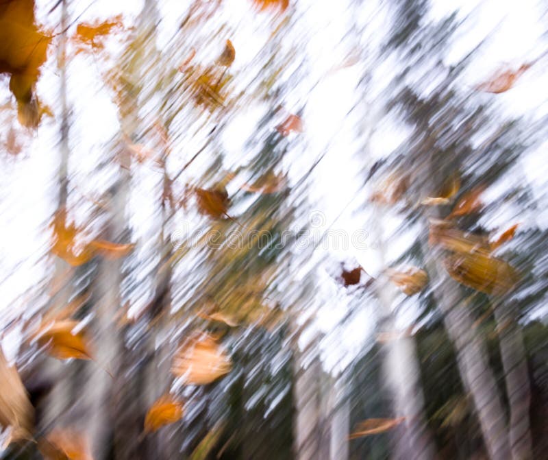 Fall autumn leaves stock image. Image of autumn, gravity - 27035013