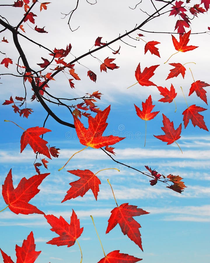 Autumn falling leaves stock photo. Image of leaves, flora - 26630980
