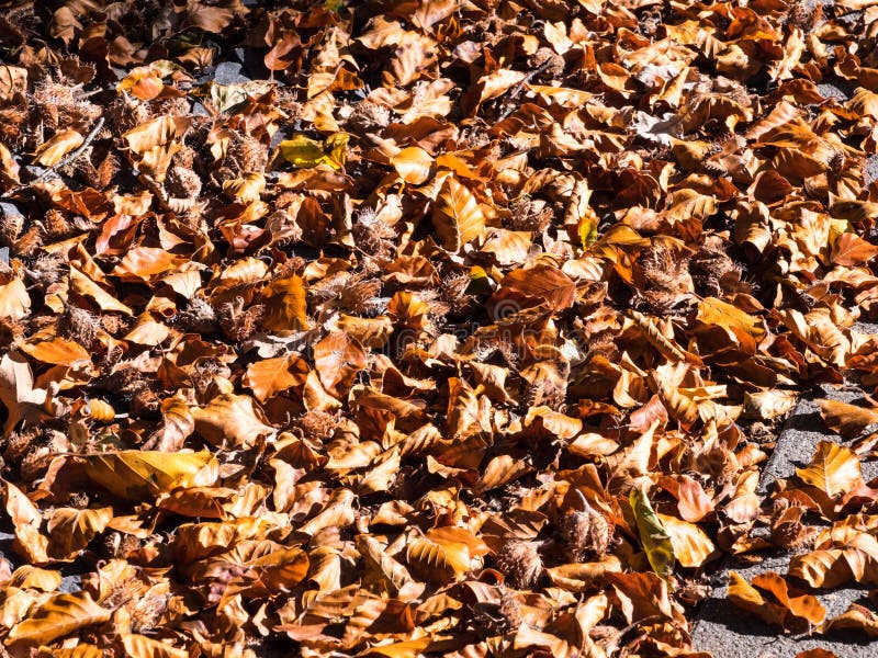 Autom leaves stock photo. Image of calm, park, gold, colour - 11304752