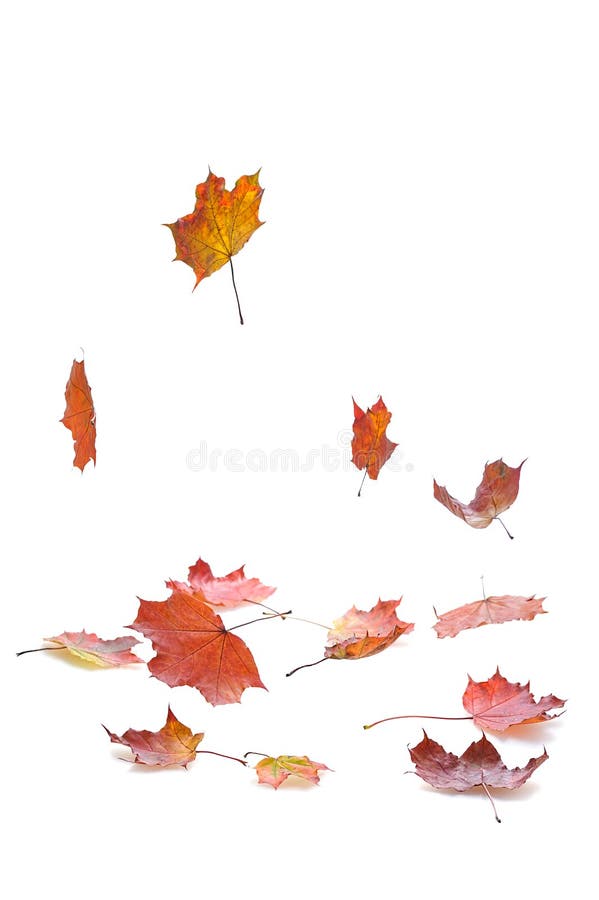 Falling leaves stock image. Image of macro, brown, closeup - 30882797
