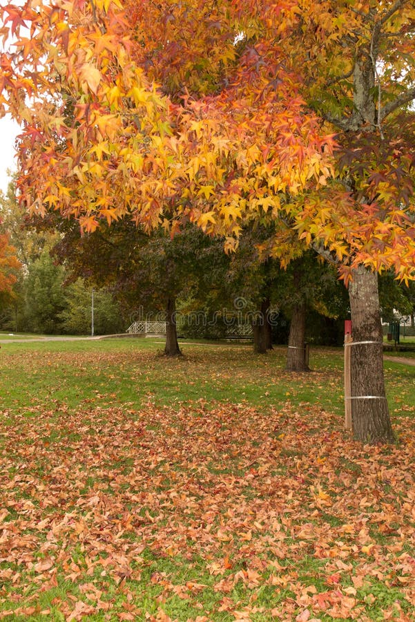 Falling Leaves of Autumn Tree Stock Image - Image of yellow, stress ...