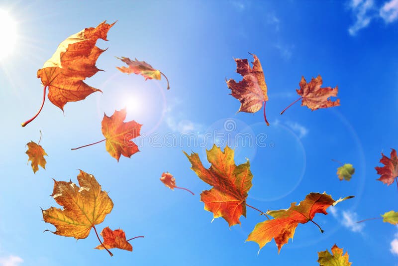 Leaf Fall in Sunny Day stock photo. Image of blue, happiness - 125040094