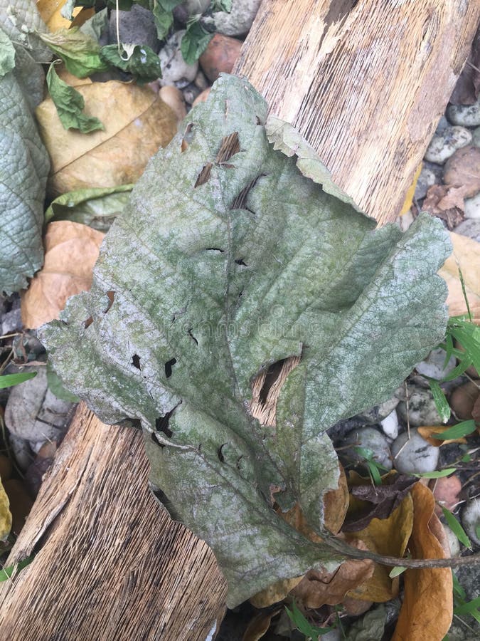 Dry Leaf, Dead Leaf, Disease Leaf Stock Photo - Image of leaf, leaves ...