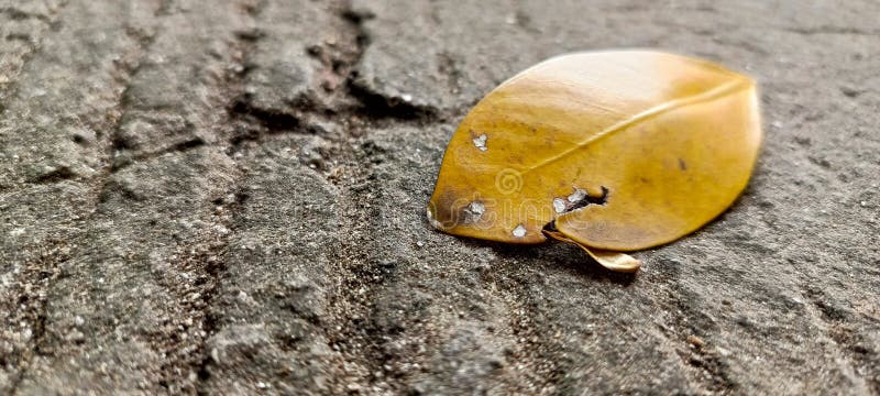 Fall Leaves on the Roads stock image. Image of leaves - 379875361