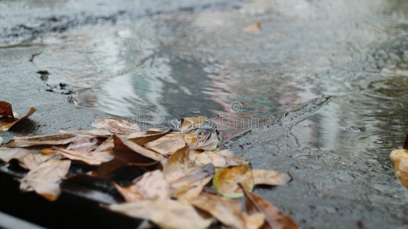 Suliah Gotob (Suliahndjackie) - Contributor Profile on Dreamstime