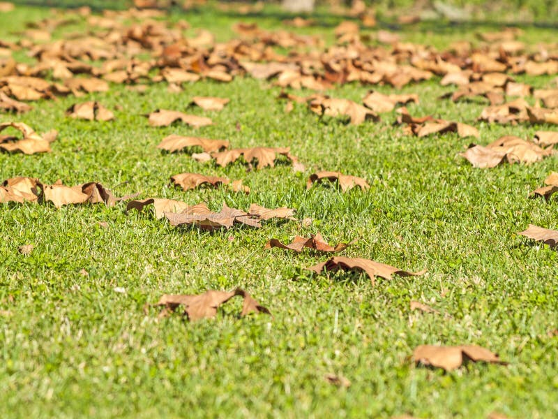 Falling Leaves on the Grass on Autumn Stock Photo - Image of relaxation ...