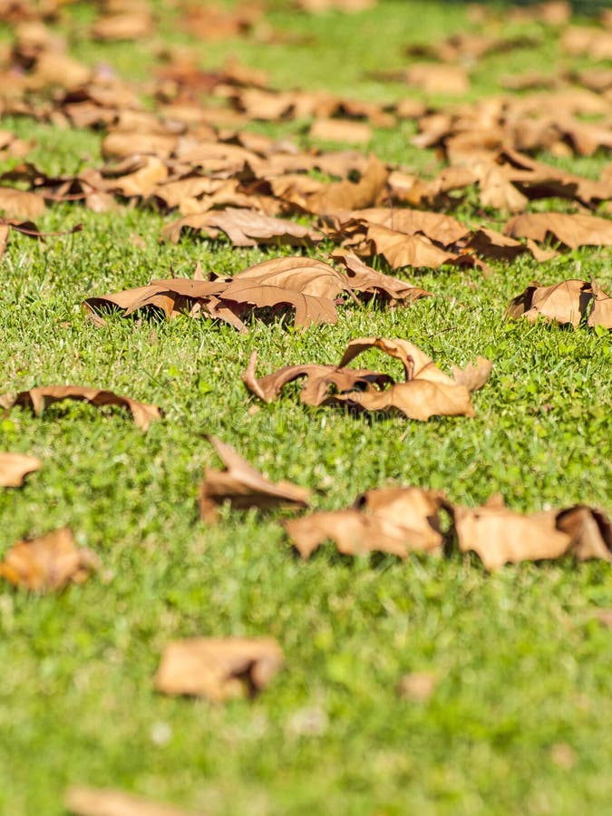 Falling Leaves on the Grass on Autumn Stock Photo - Image of persons ...