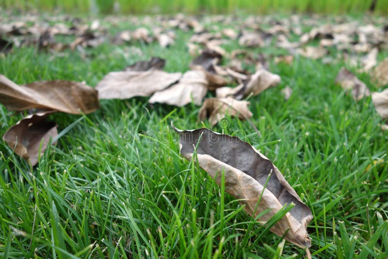 Falling Leaves stock photo. Image of botanical, bright - 30199668