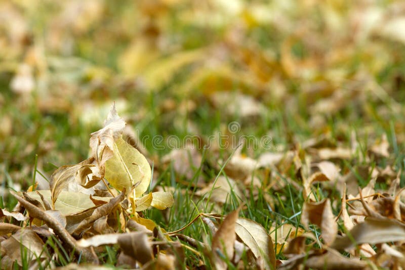 Falling of leaves stock photo. Image of rural, landscape - 59277298