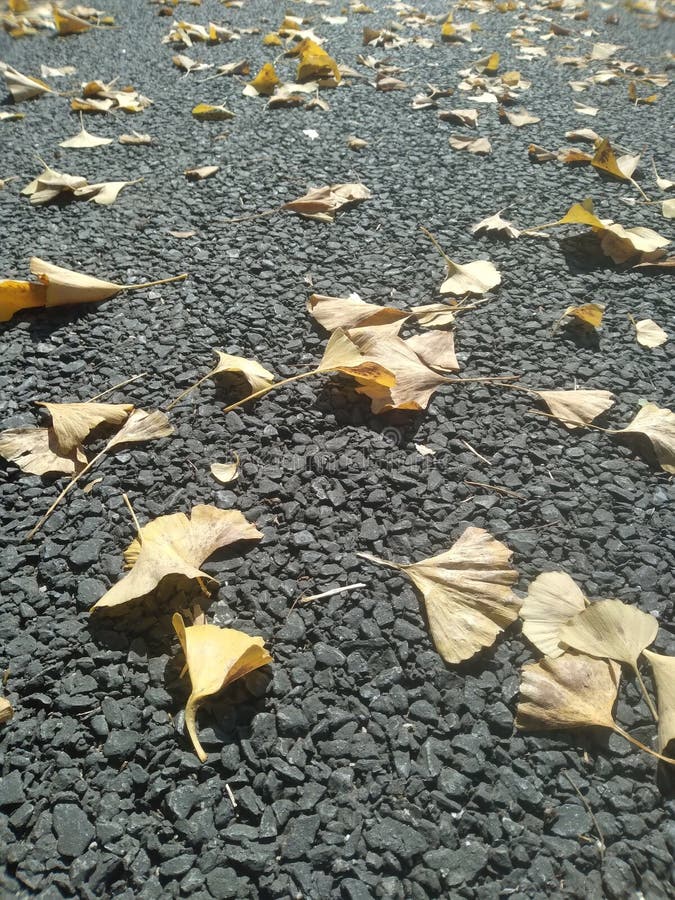 Falling Leaves Have a Unique Autumn Feel Stock Image - Image of leaves ...