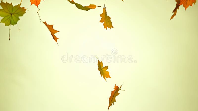 Falling Leaves on a Light Yellow Background with Soft Motion. Video ...