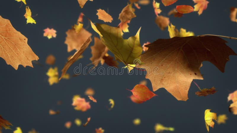 Falling Leaves Loopable Background Stock Footage - Video of blowing ...