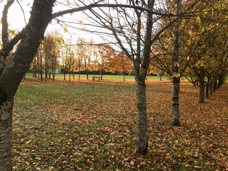 Falling Leaves Natural Autumn Landscape Fall Foliage in the Park Stock ...
