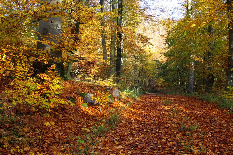 Falling Leaves in November stock image. Image of green - 80099435