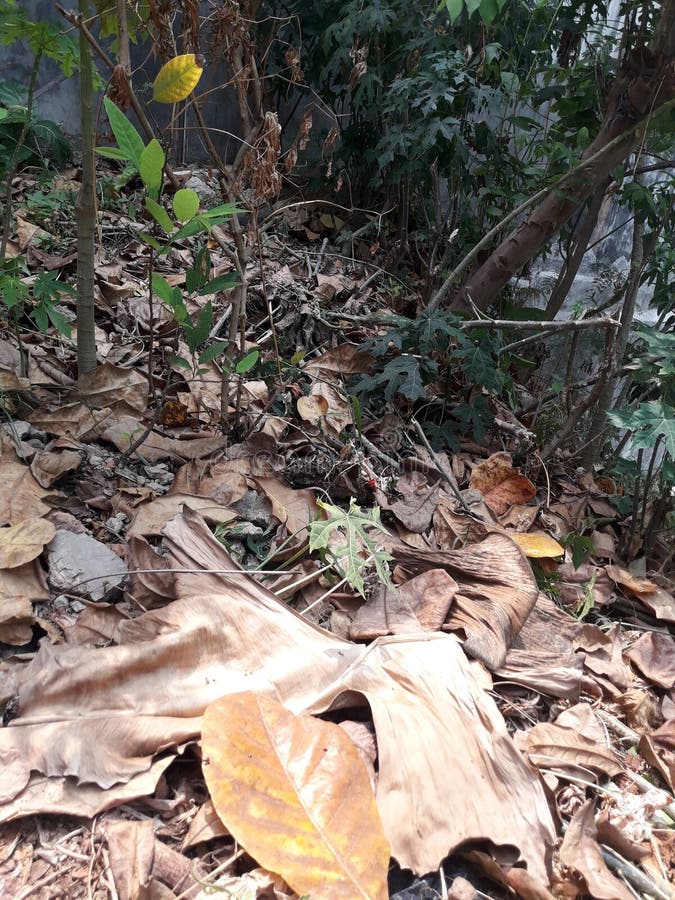 Falling Leaves in Summer in West Java, Indonesia Stock Image - Image of ...