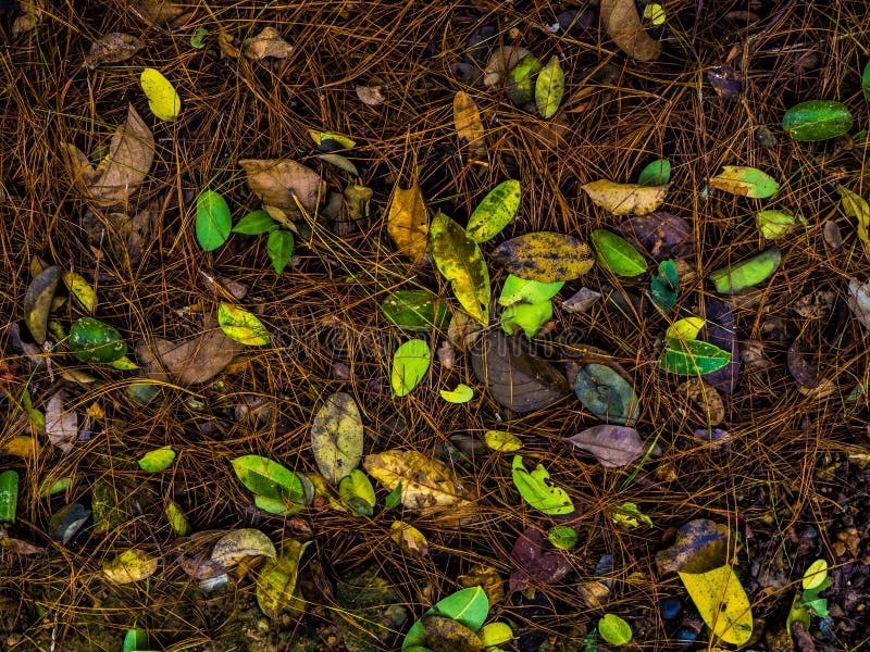 Falling Leaves Together on a Heavy Rain Background Stock Photo - Image ...