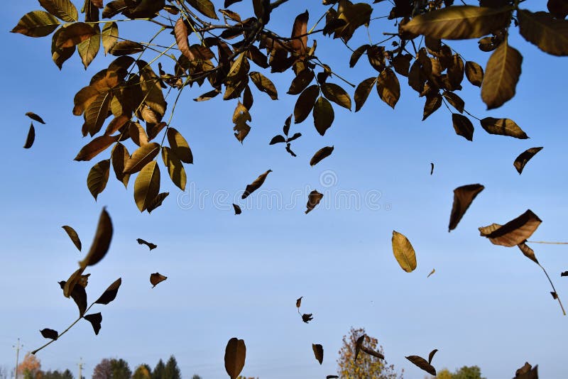 Falling Leaves from a Tree, Sky Background. Stock Photo - Image of leaf ...