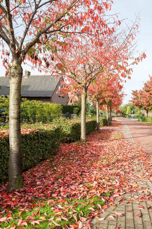 Falling Leaves of the Trees Stock Image - Image of autumn, natural ...