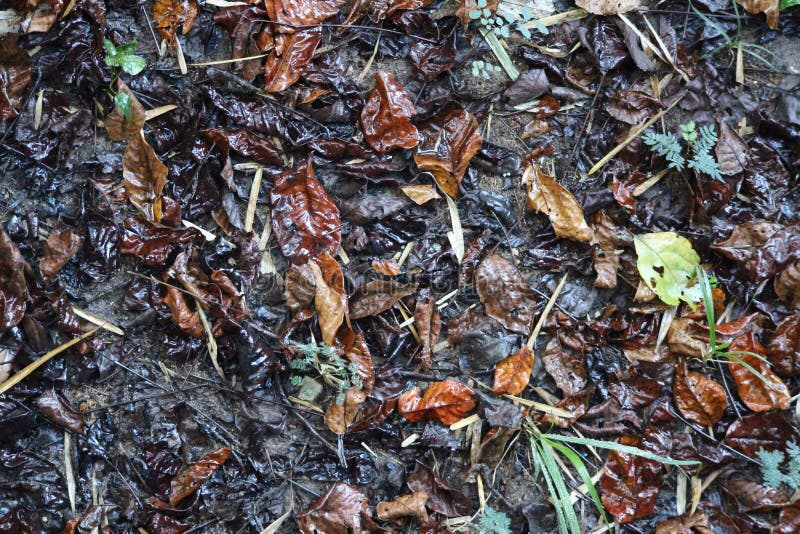 Falling Leaves on the Wet Ground Stock Image - Image of summer ...