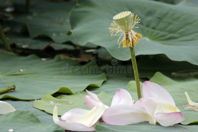 Falling Lotus Flower Petal on Green Leaf on Lake Stock Photo - Image of ...