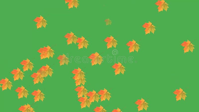 Falling Maple Leaves with Green Screen -seamless Animation Stock Video ...