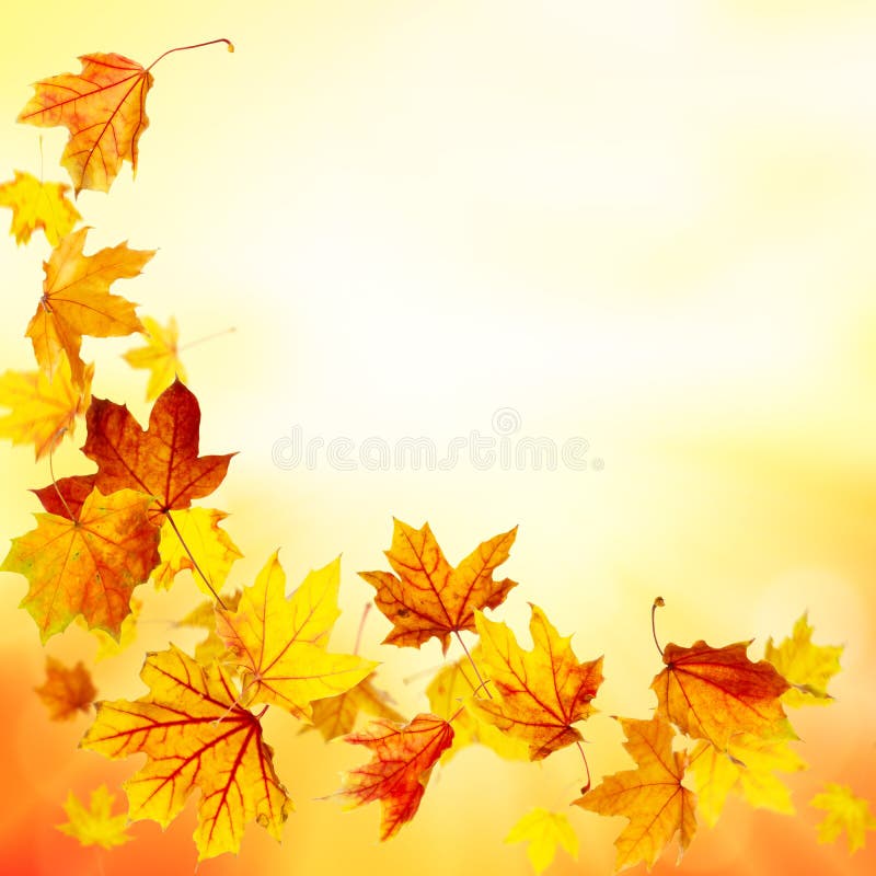 Falling Maple Leaves stock photo. Image of nature, fall - 11038192