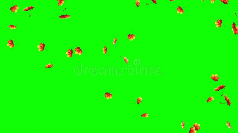 Falling Maple Leaves Motion Graphics with Green Screen Background Stock Video - Video of autumn ...