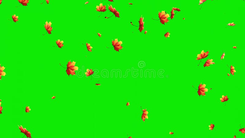 Falling Maple Leaves Motion Graphics with Green Screen Background Stock ...