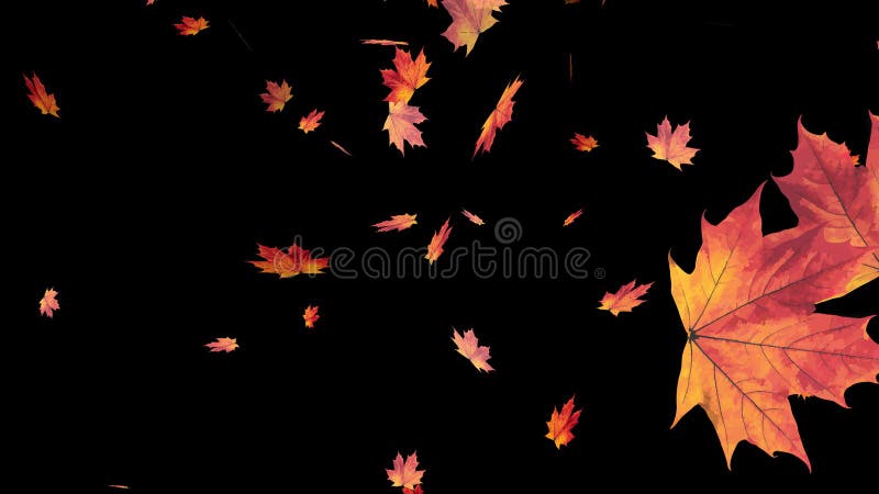 Falling Maple Leaves Rise Upward in Smooth Seamless Animation on Alpha ...