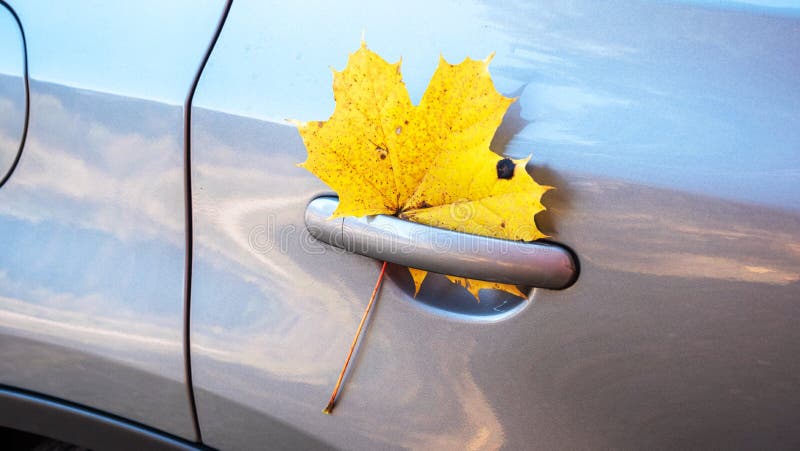 Falling Maple Leaves are Stuck in the Door Handle of the Car. Stock ...