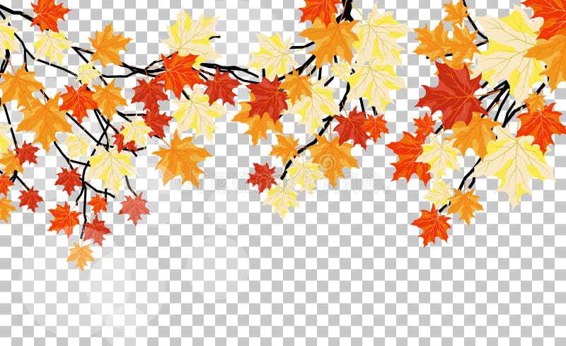 Falling maple leaves stock vector. Illustration of branch - 151051736