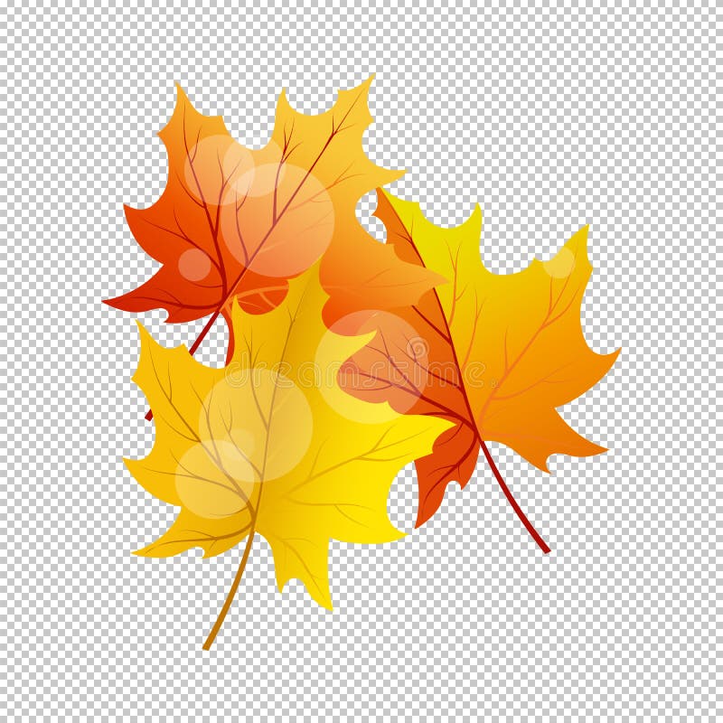 Falling maple leaves stock vector. Illustration of floral - 151051810