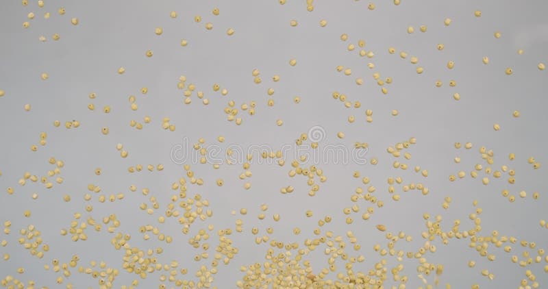 Falling Millet Grain Down. Shooting from the Bottom Up. Seeds Falling ...