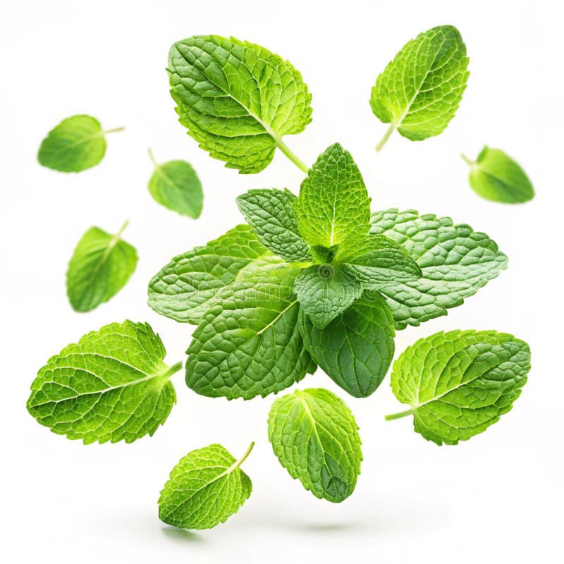 Falling Mint Leaves Isolated Stock Illustration - Illustration of ...